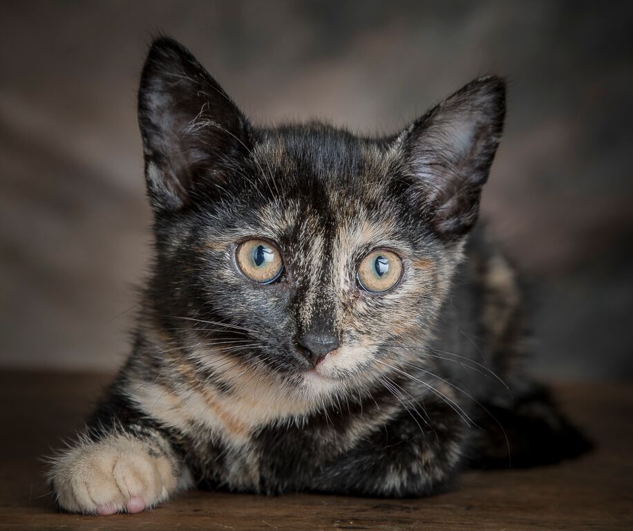 Meena – Collaborative Cats