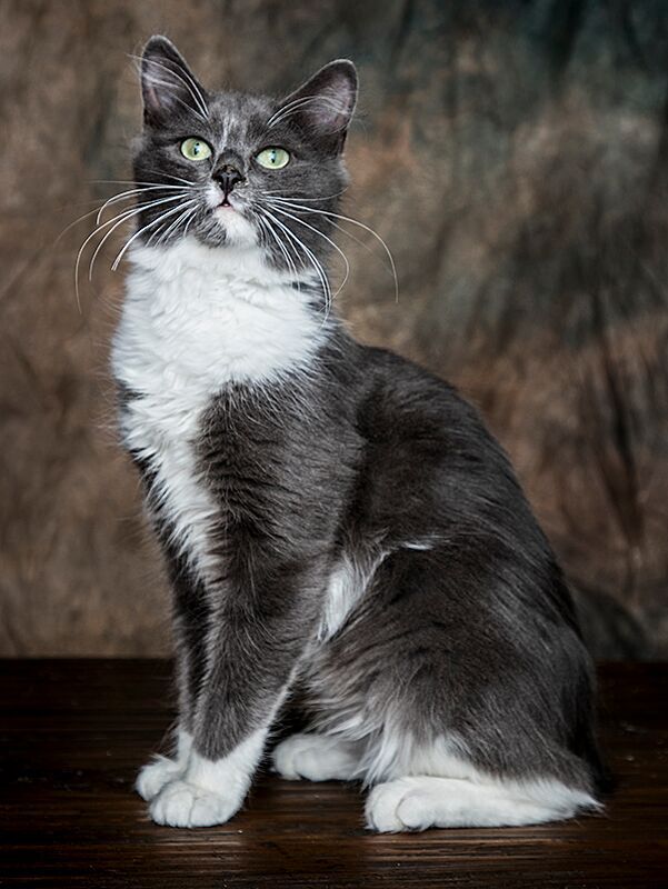 Olivia – Collaborative Cats