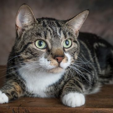 Cats – Collaborative Cats