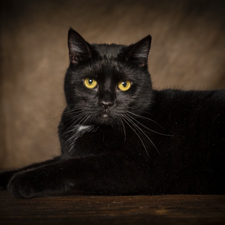 Cats – Collaborative Cats