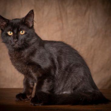 Collaborative Cats – A cat rescue