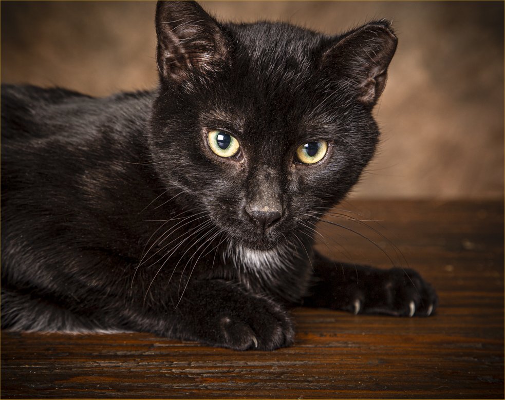 Boo – Collaborative Cats