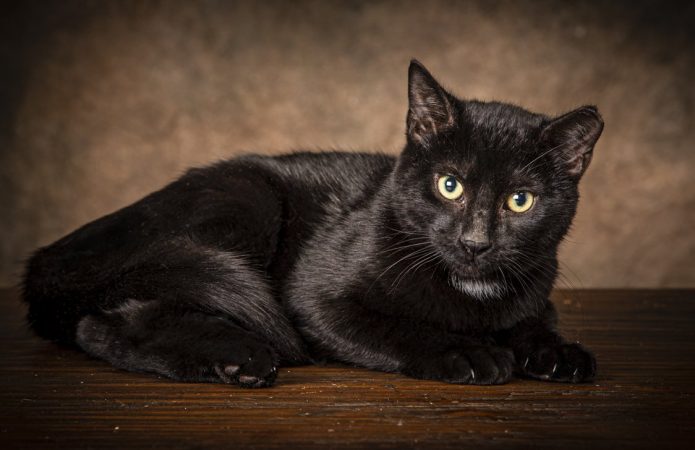 Boo – Collaborative Cats