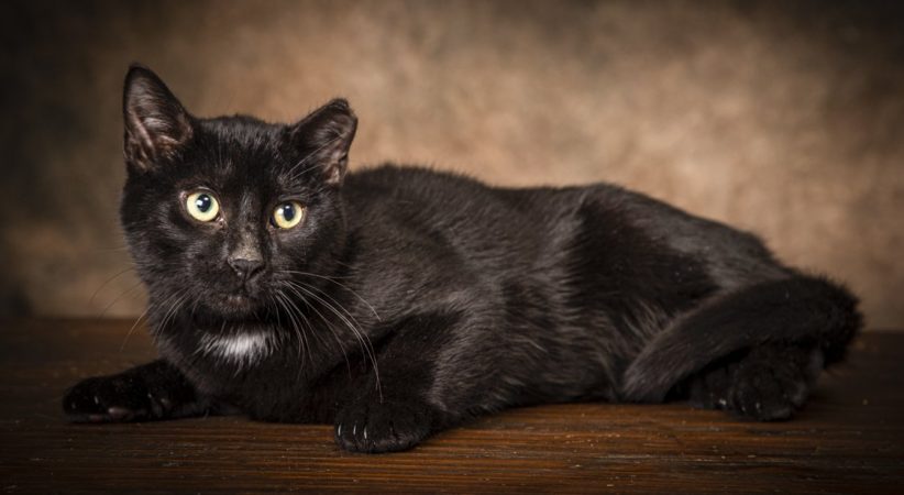 Boo – Collaborative Cats