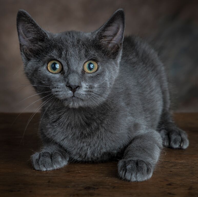 Chase – Collaborative Cats