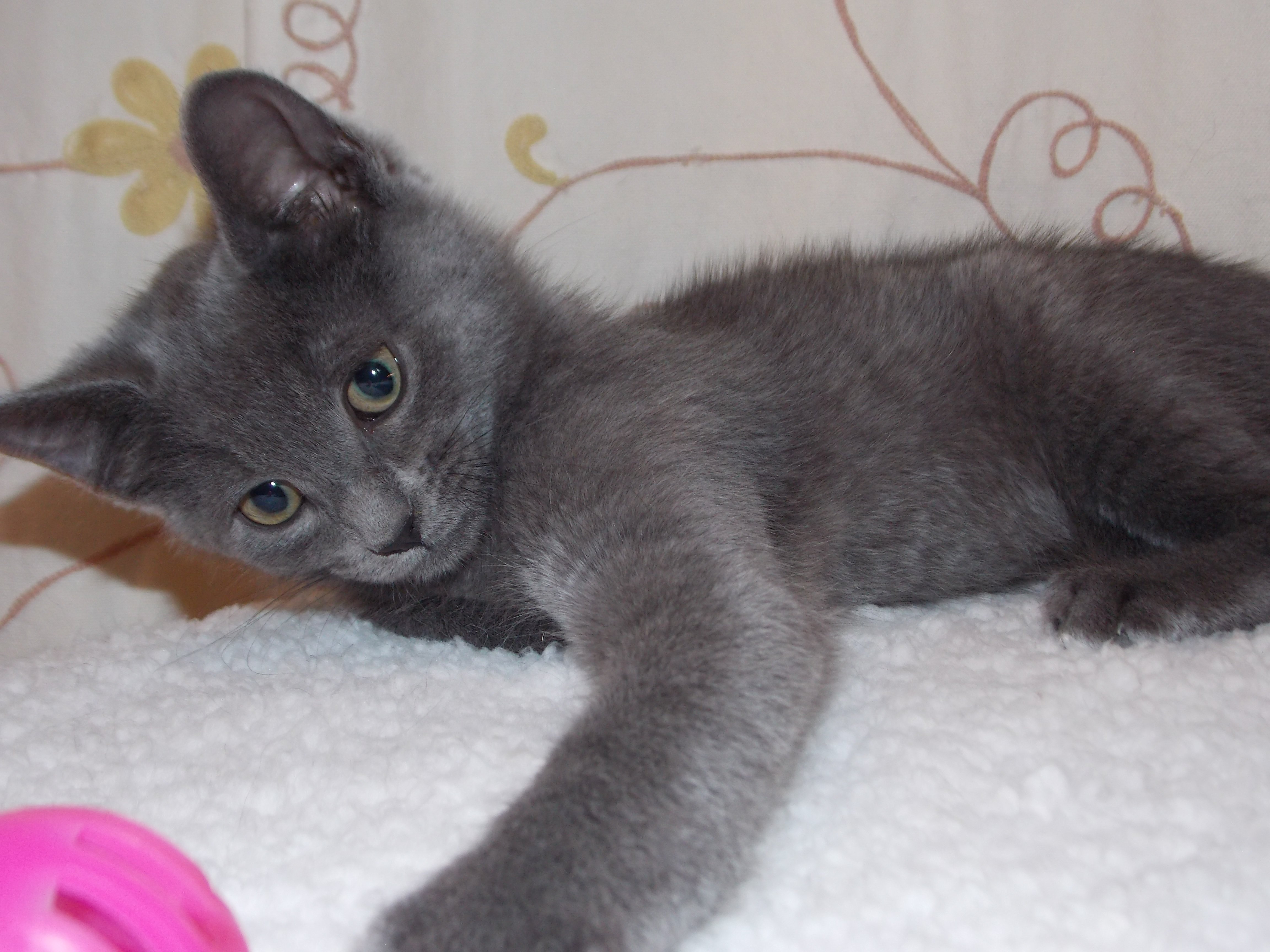 Chase – Collaborative Cats