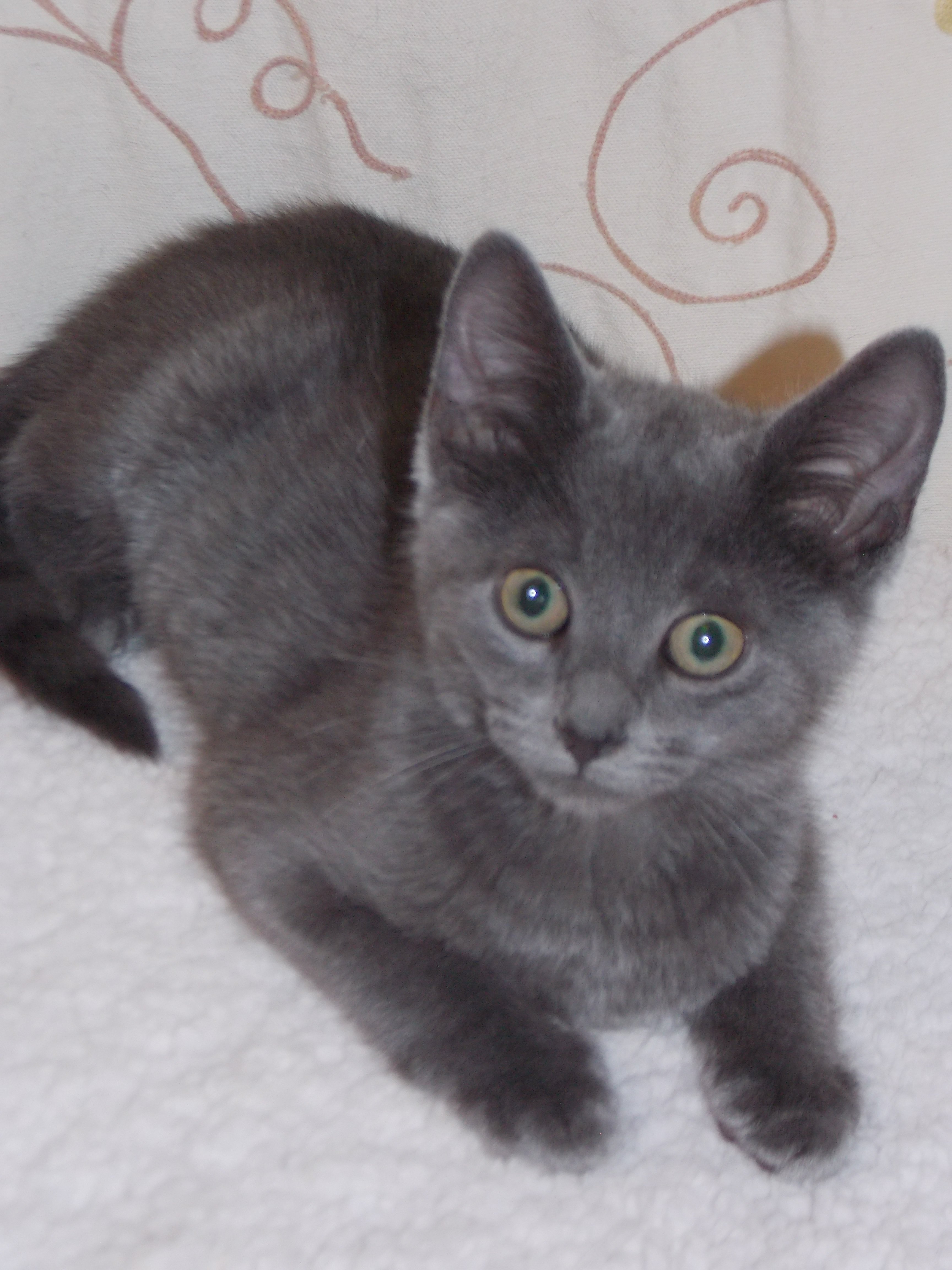 Chase – Collaborative Cats