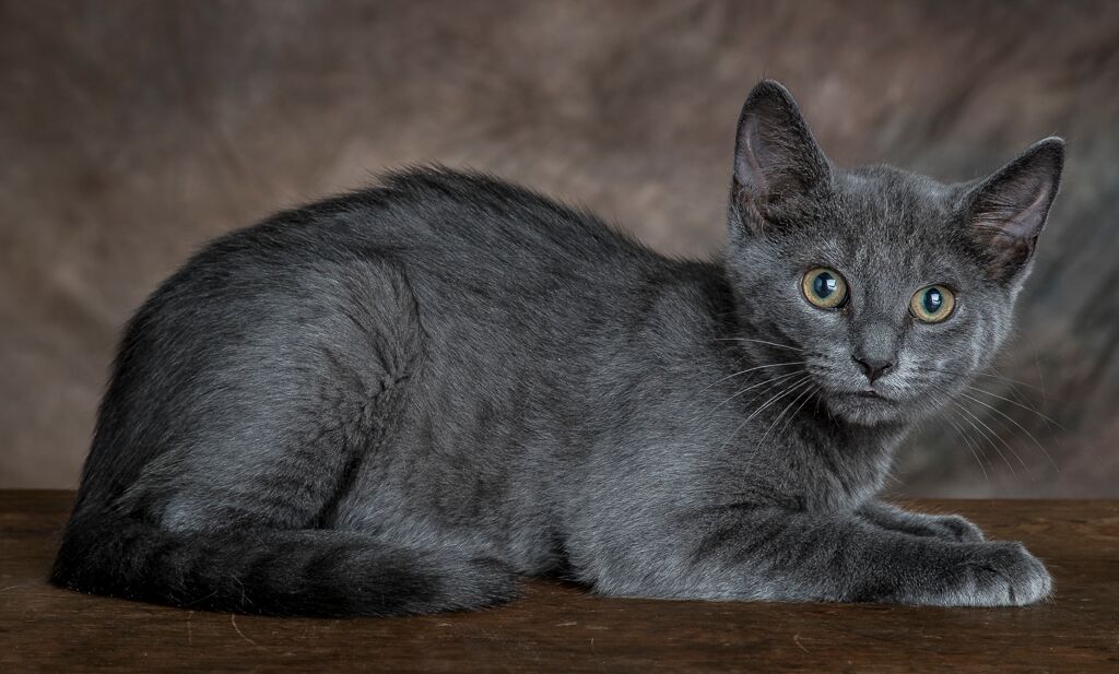 Chase – Collaborative Cats