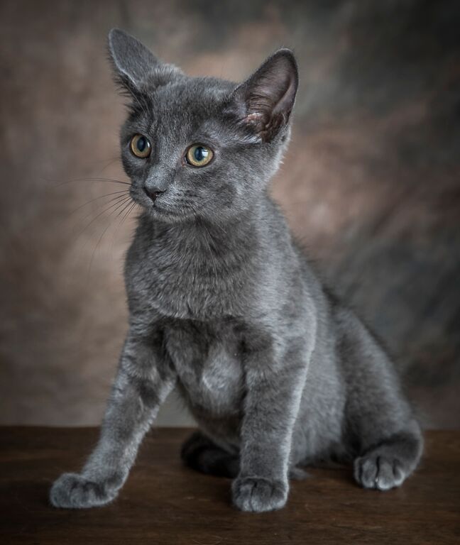 Chase – Collaborative Cats