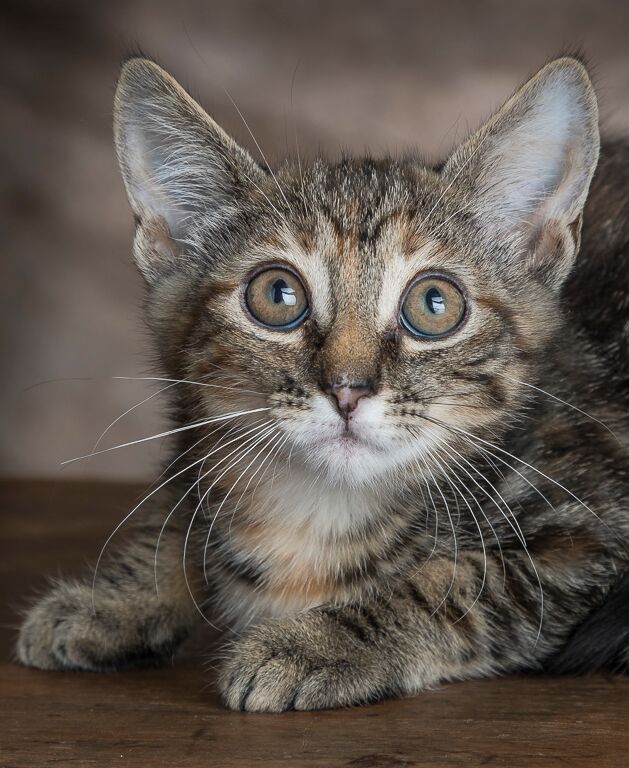 Mina – Collaborative Cats