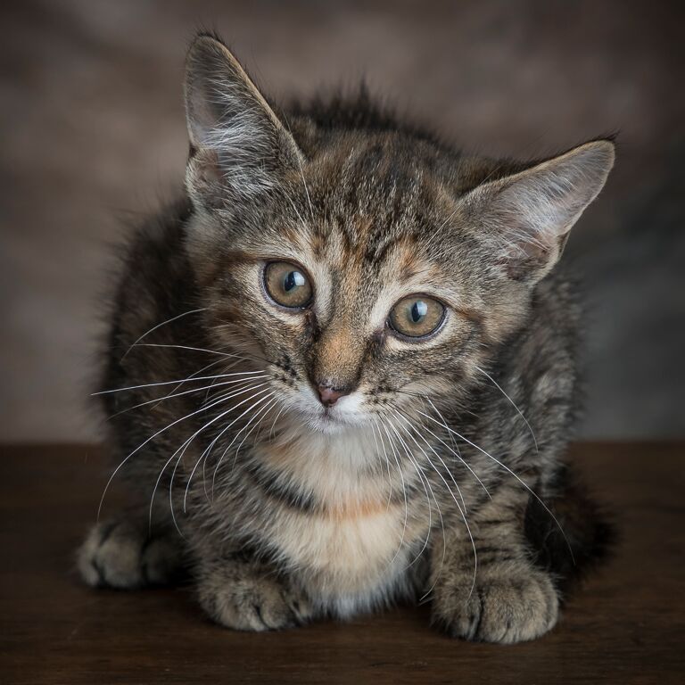 Mina – Collaborative Cats