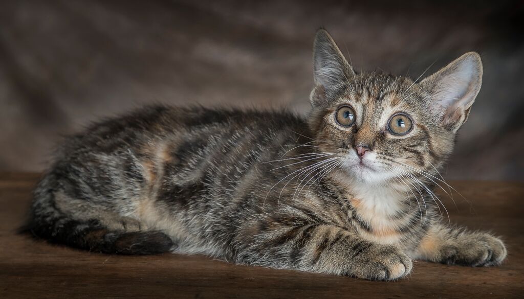 Mina – Collaborative Cats