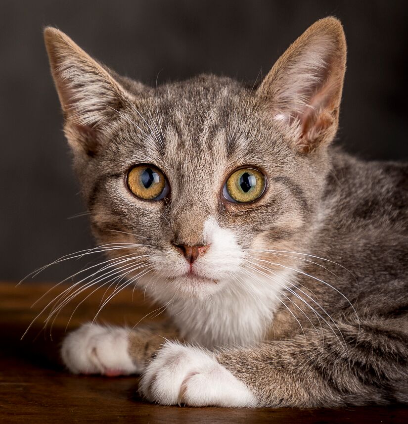 Abby – Collaborative Cats