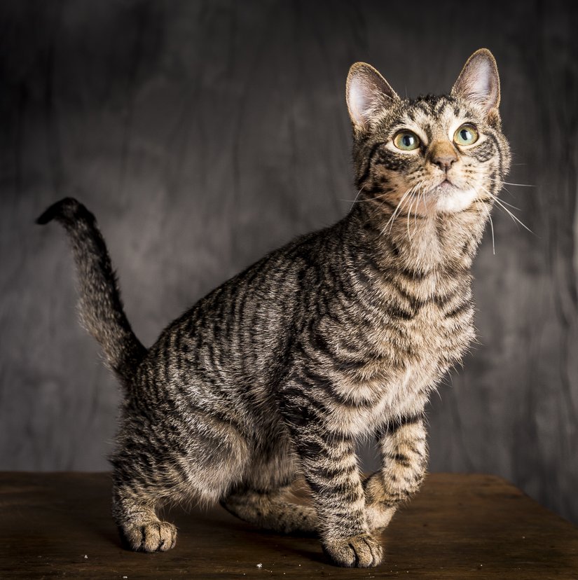 Beans – Collaborative Cats