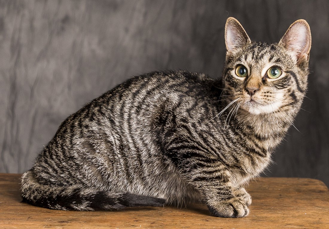 Beans – Collaborative Cats