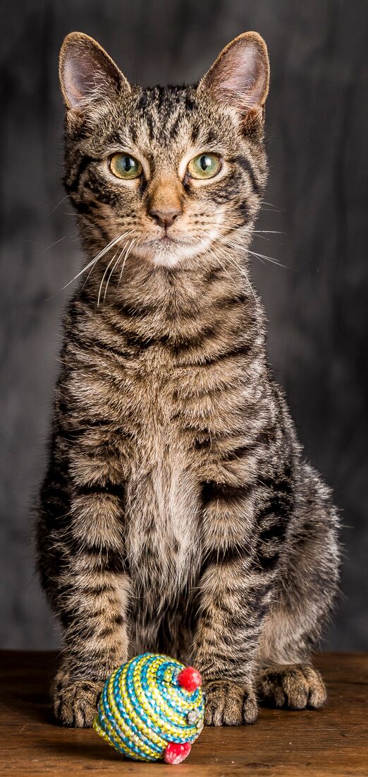 Beans – Collaborative Cats