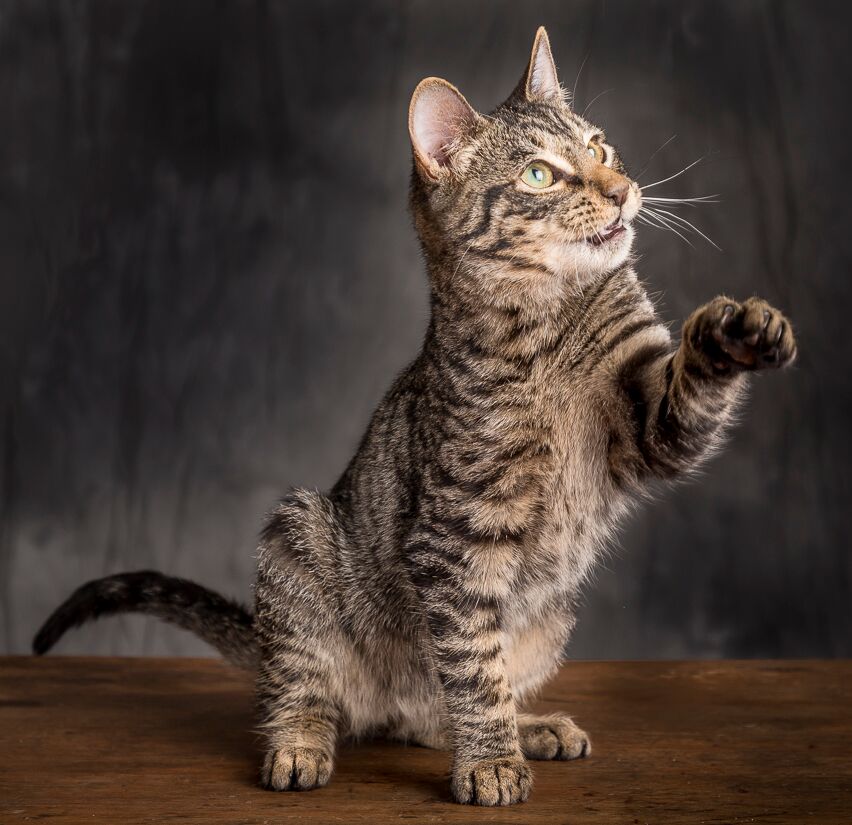 Beans – Collaborative Cats