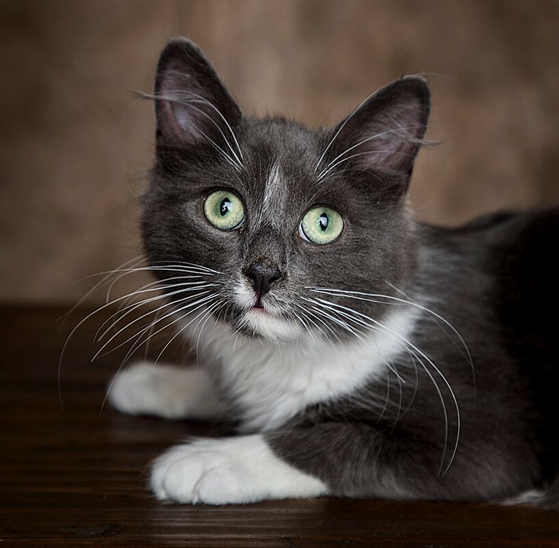 Olivia – Collaborative Cats