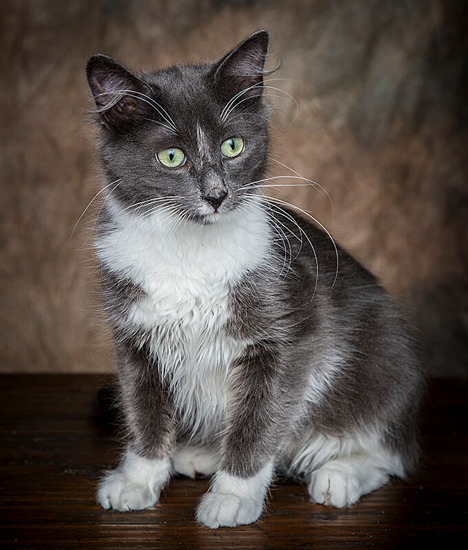 Olivia – Collaborative Cats