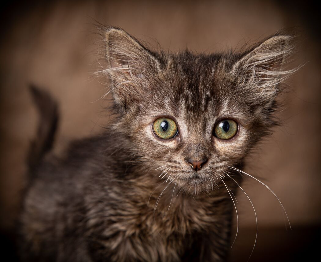 Sweetpea – Collaborative Cats