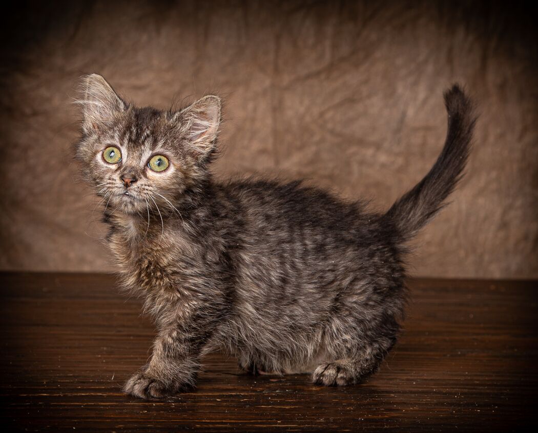 Sweetpea – Collaborative Cats