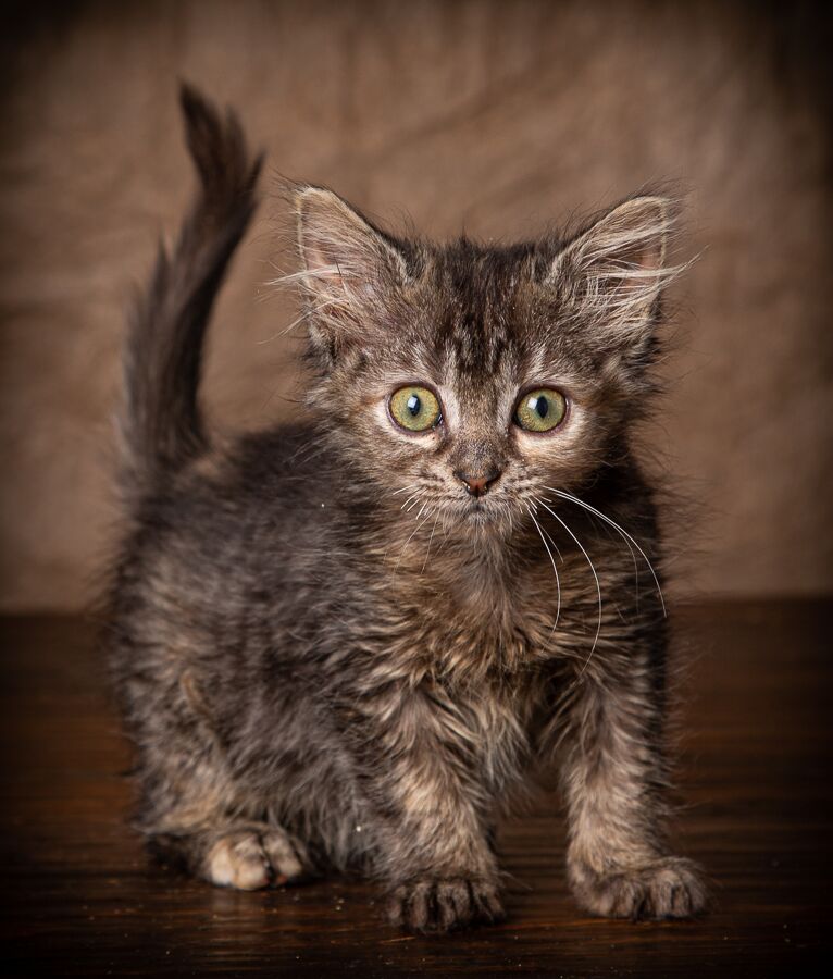 Sweetpea – Collaborative Cats