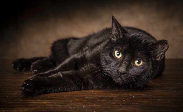 Boo – Collaborative Cats